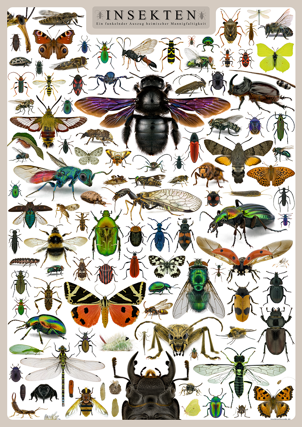 SIX FΞΞT ART – Insekten-Makrofotografie