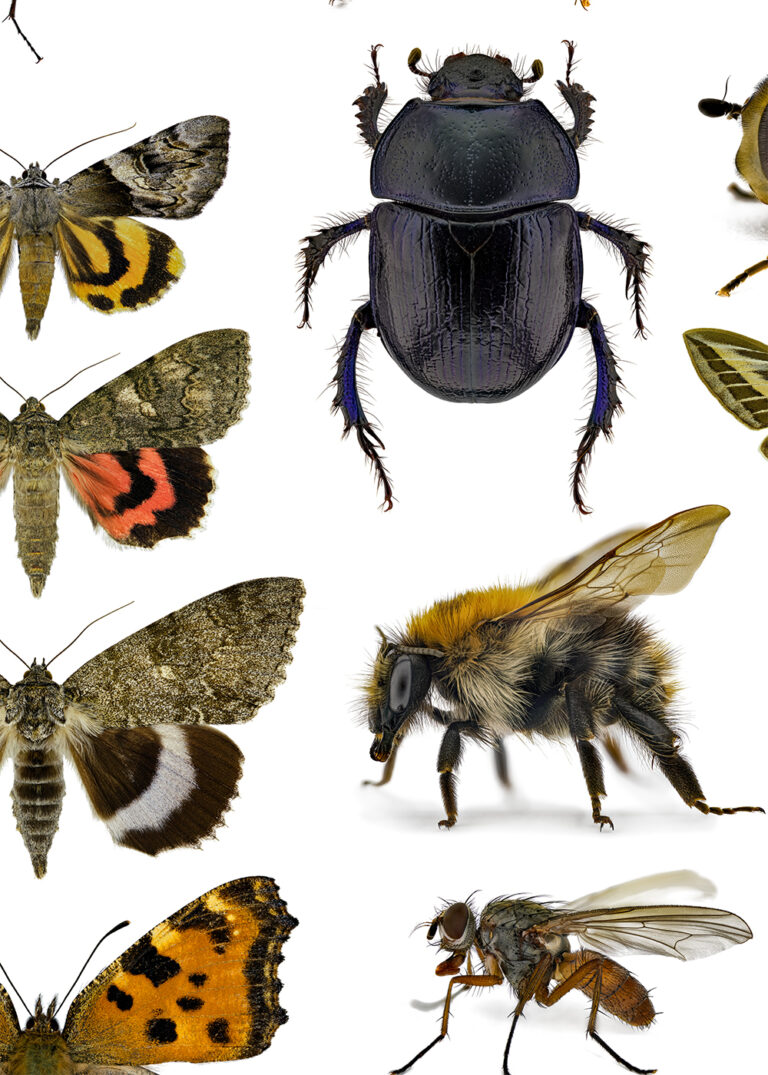 Insects – A sparkling part of Central Europe’s diversity – SIX FΞΞT ART